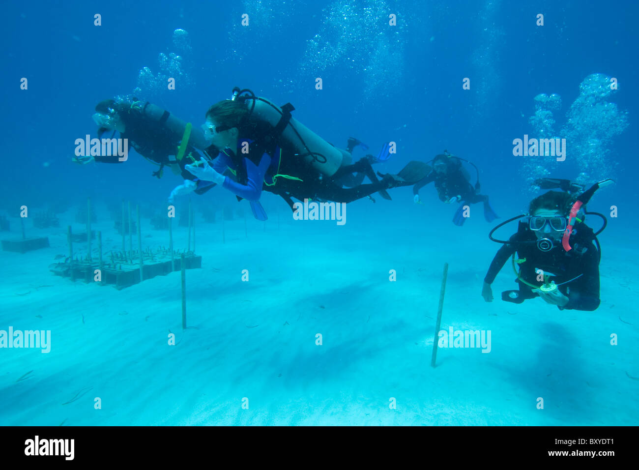 Diving coral reefs florida keys hi-res stock photography and images - Alamy