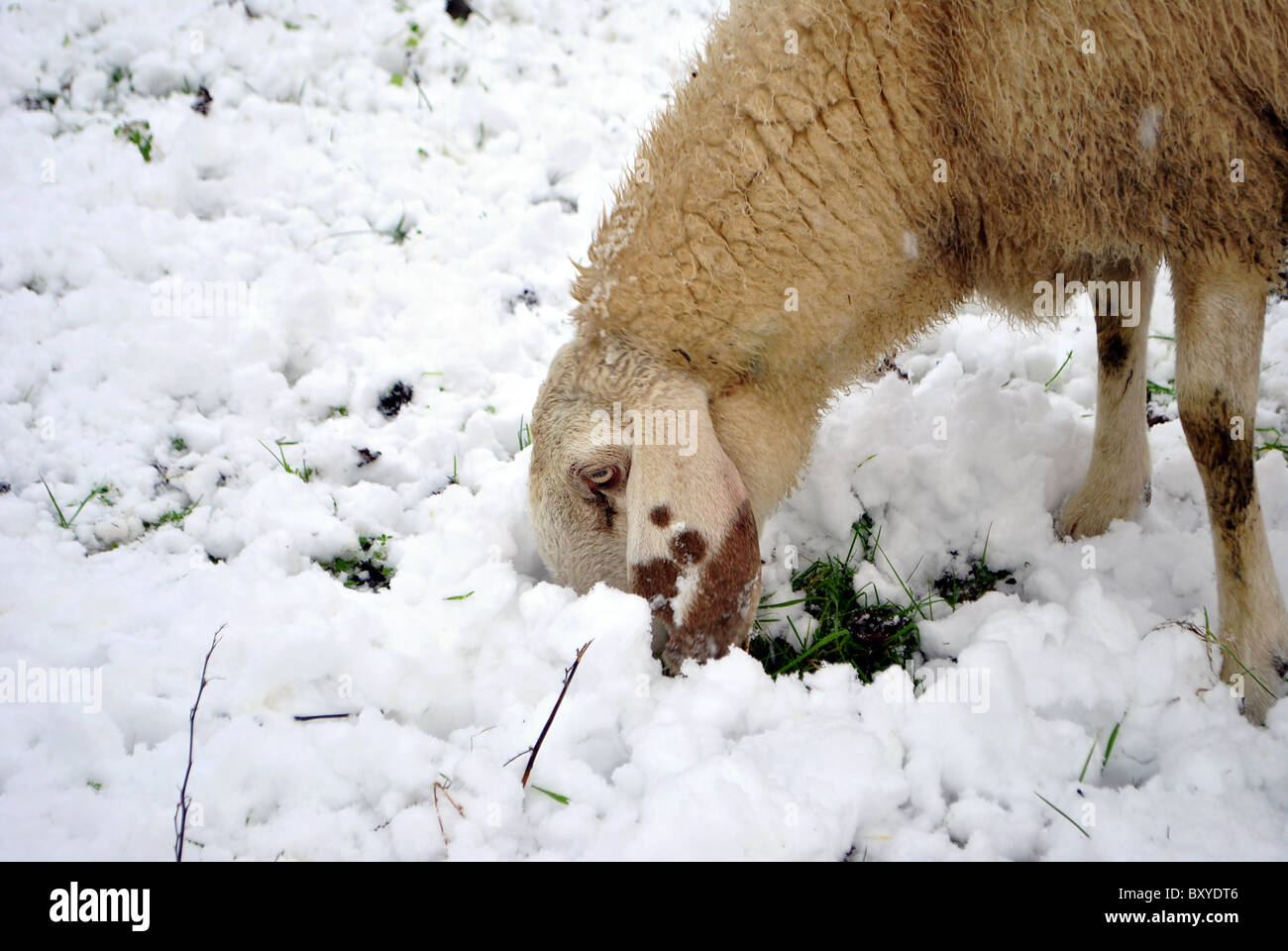 Sheep in the snow during the cold winter Stock Photo - Alamy
