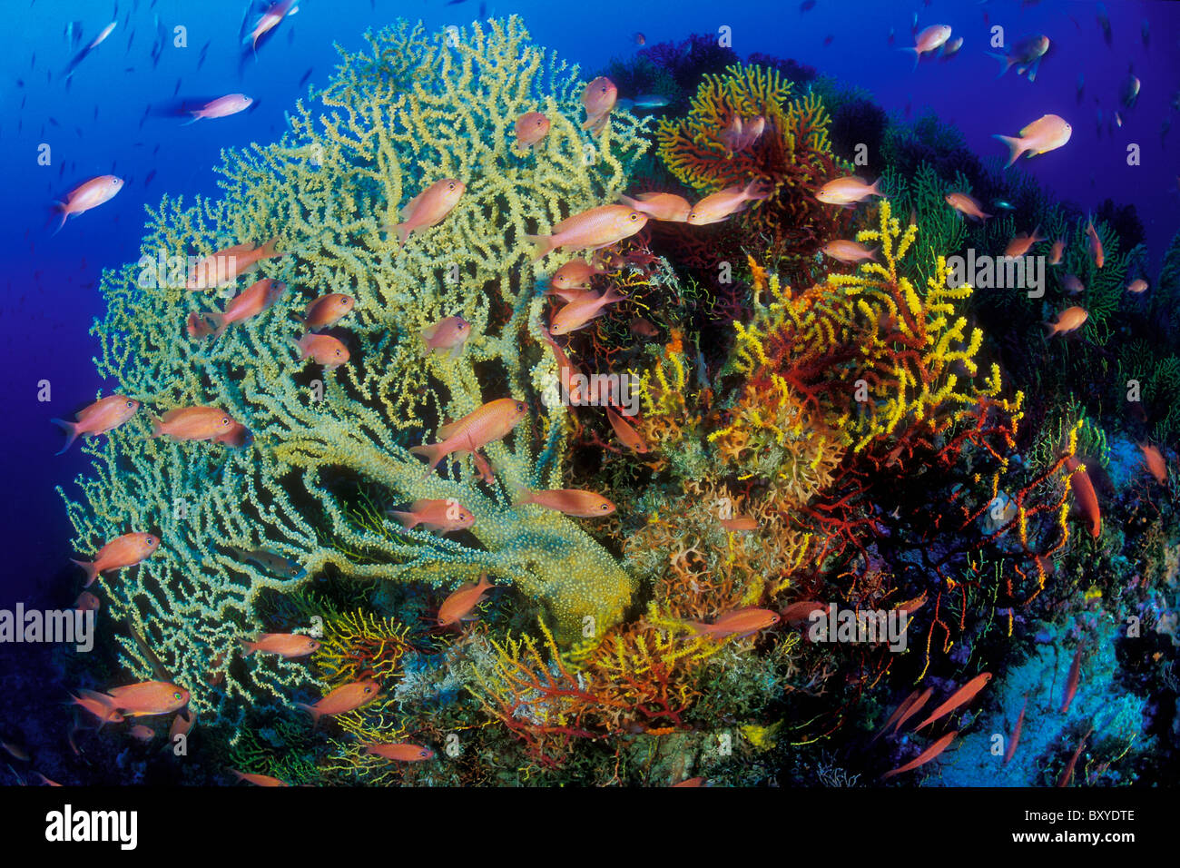 Mediterranean Fairy Basslet on Reef, Anthias anthias, Susac, Dalmatia ...