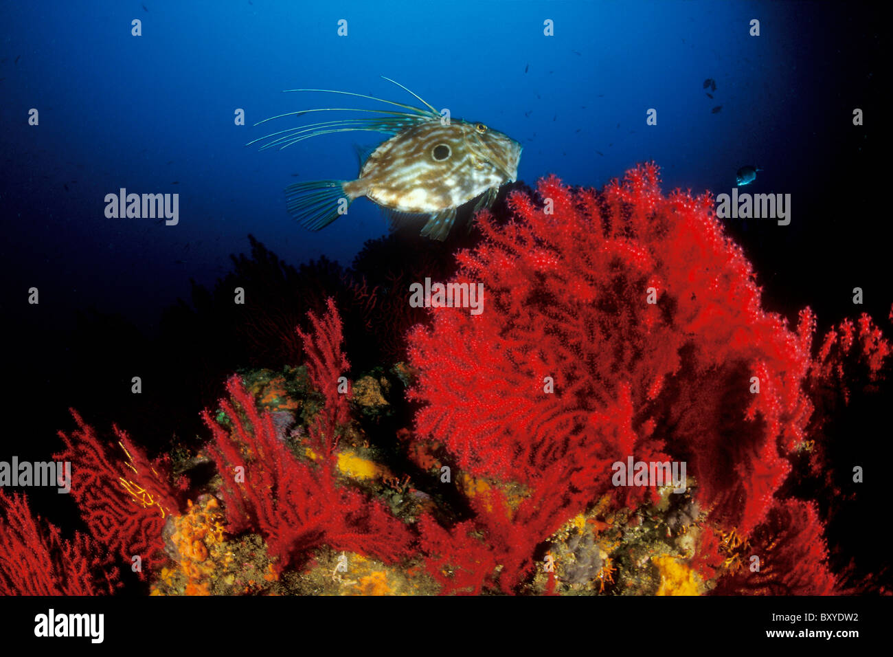 John Dory Fish over Coral Reef, Zeus faber, Susac, Dalmatia, Adriatic ...