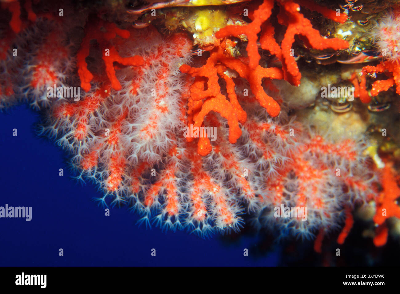 Gemstone coral jewellery hi-res stock photography and images - Alamy