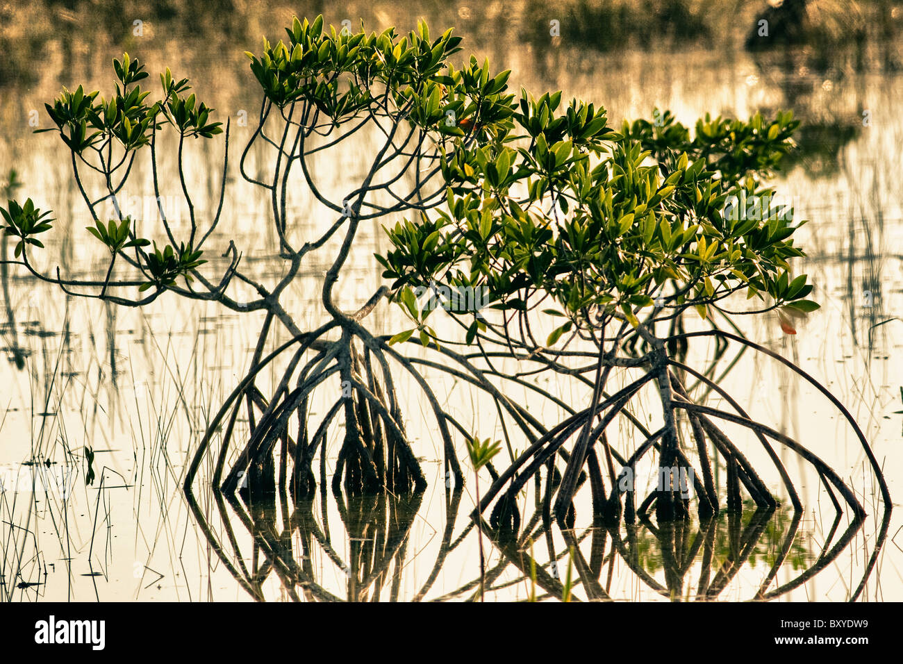 Swamp Red Mangrove Rhizophora Mangle High Resolution Stock Photography ...