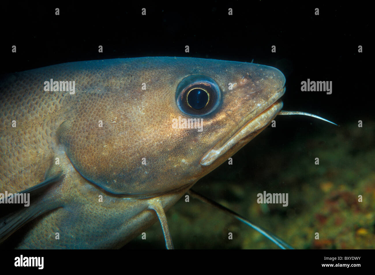 Larger Forkbeard, Phycis phycis, Susac, Dalmatia, Adriatic Sea, Croatia ...