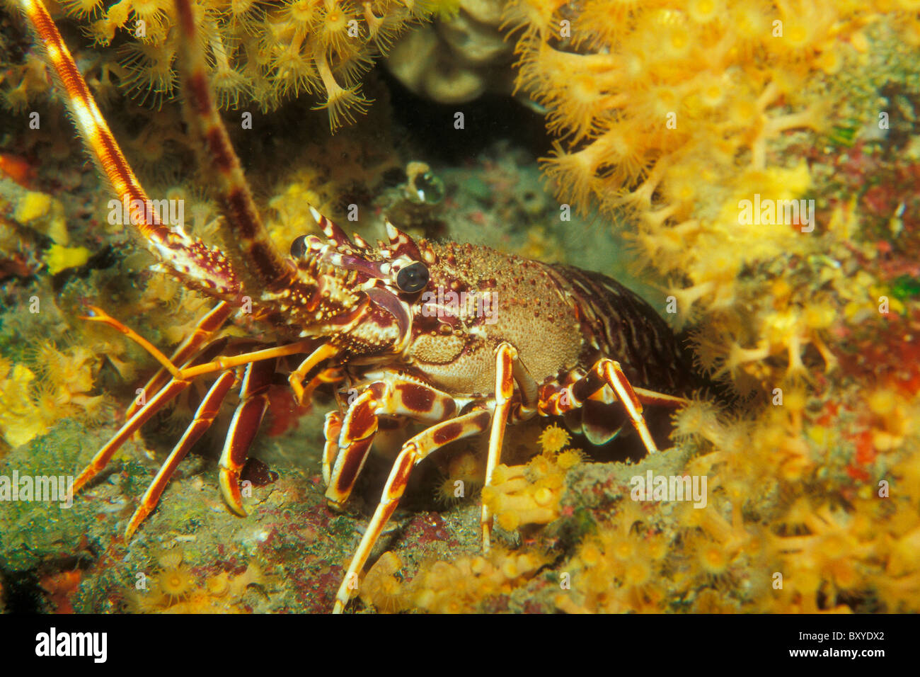 Palinurus elephas hi-res stock photography and images - Alamy