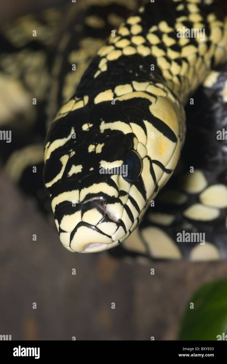 Vertical snake snakes hi-res stock photography and images - Alamy