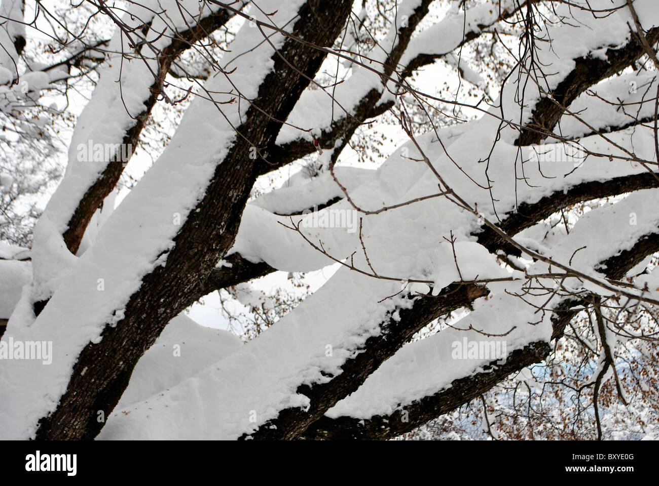 trees in a snow storm Stock Photo - Alamy