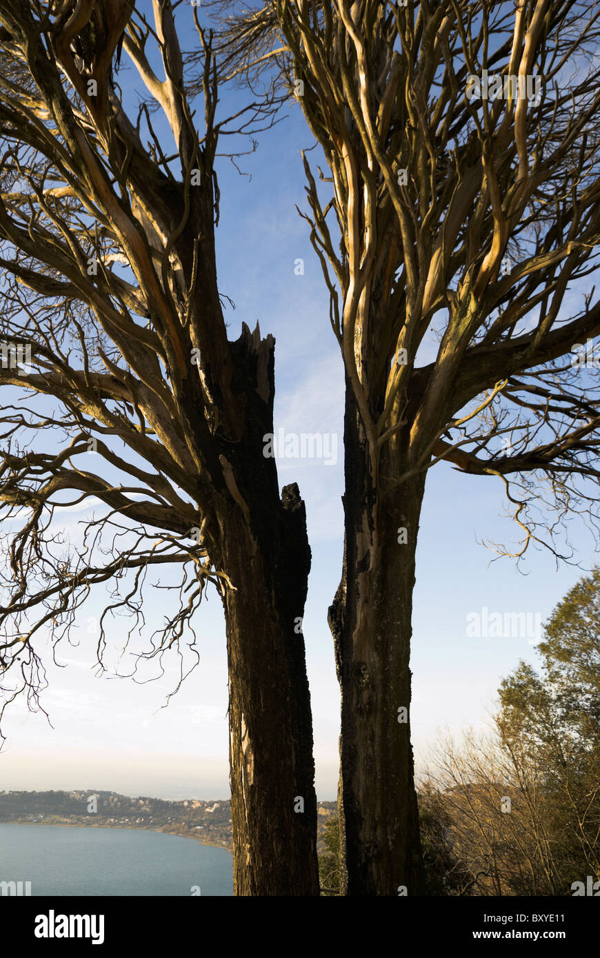Tree struck by lightning hi-res stock photography and images - Alamy