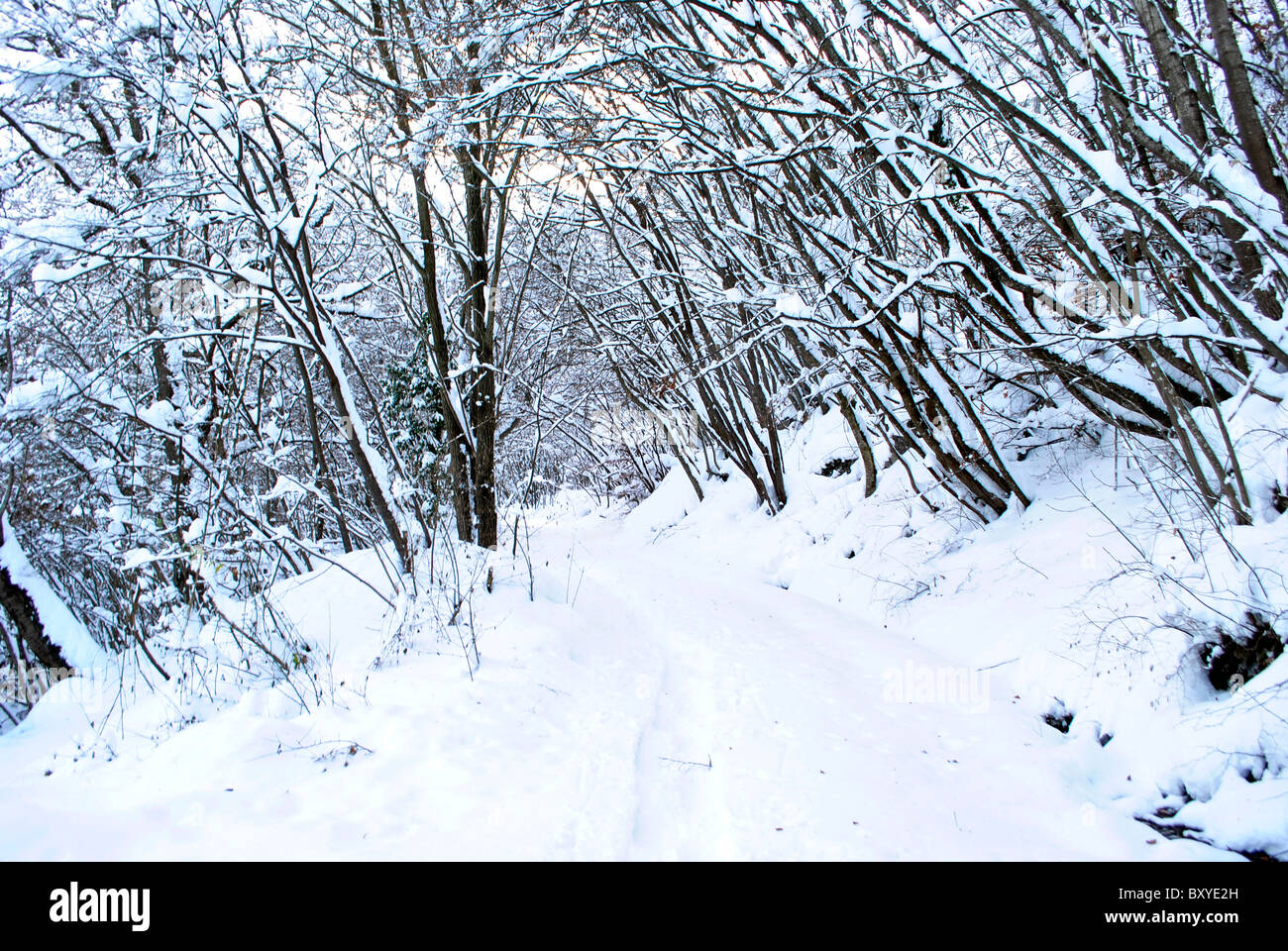winter landscape with snow-blanketed forest Stock Photo - Alamy