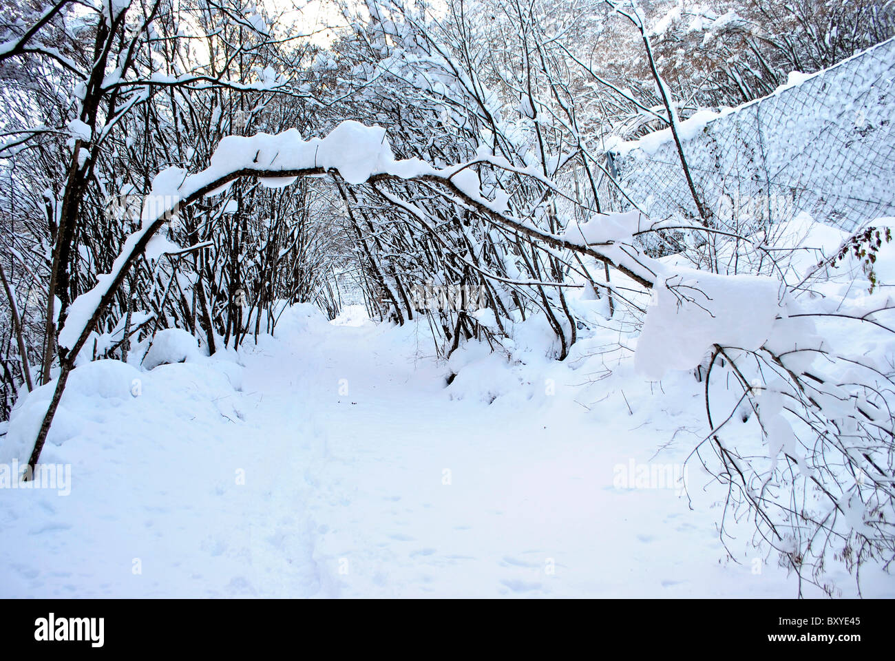 winter landscape with snow-blanketed forest Stock Photo - Alamy