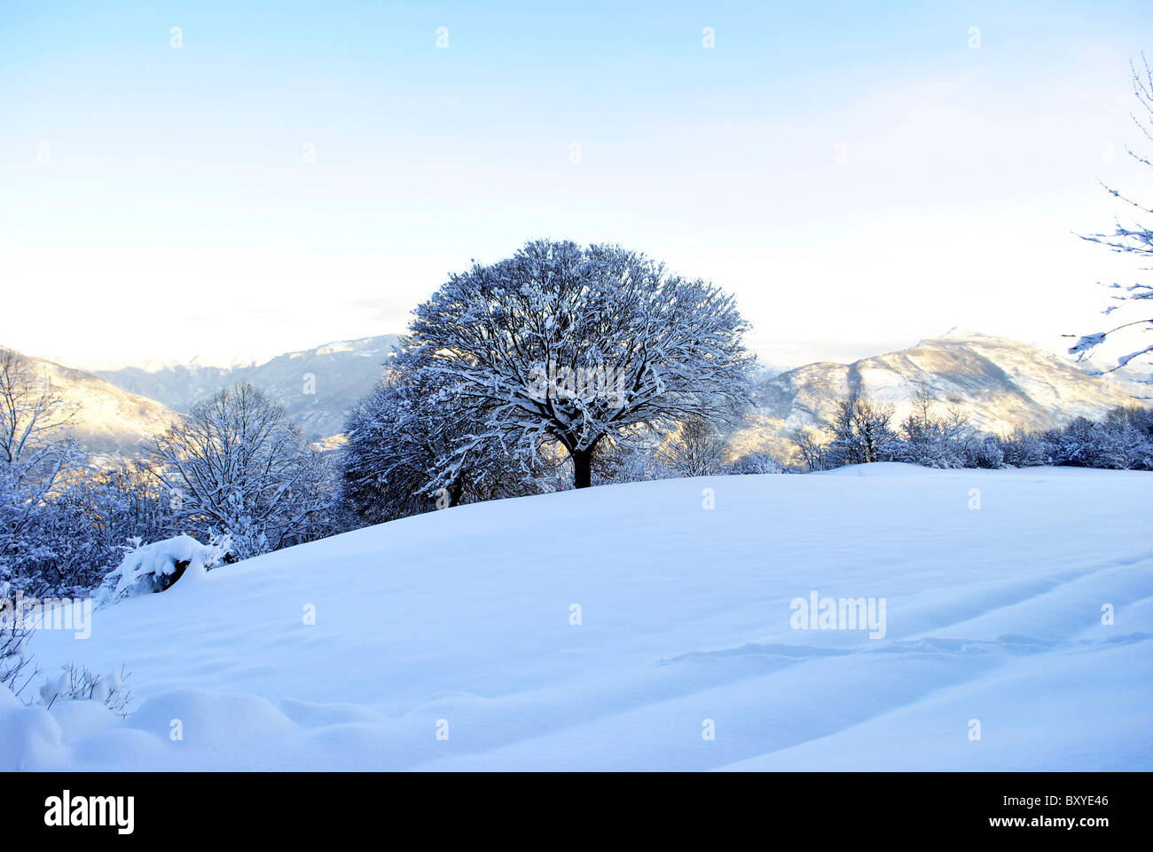 winter landscape with snow-blanketed forest Stock Photo - Alamy