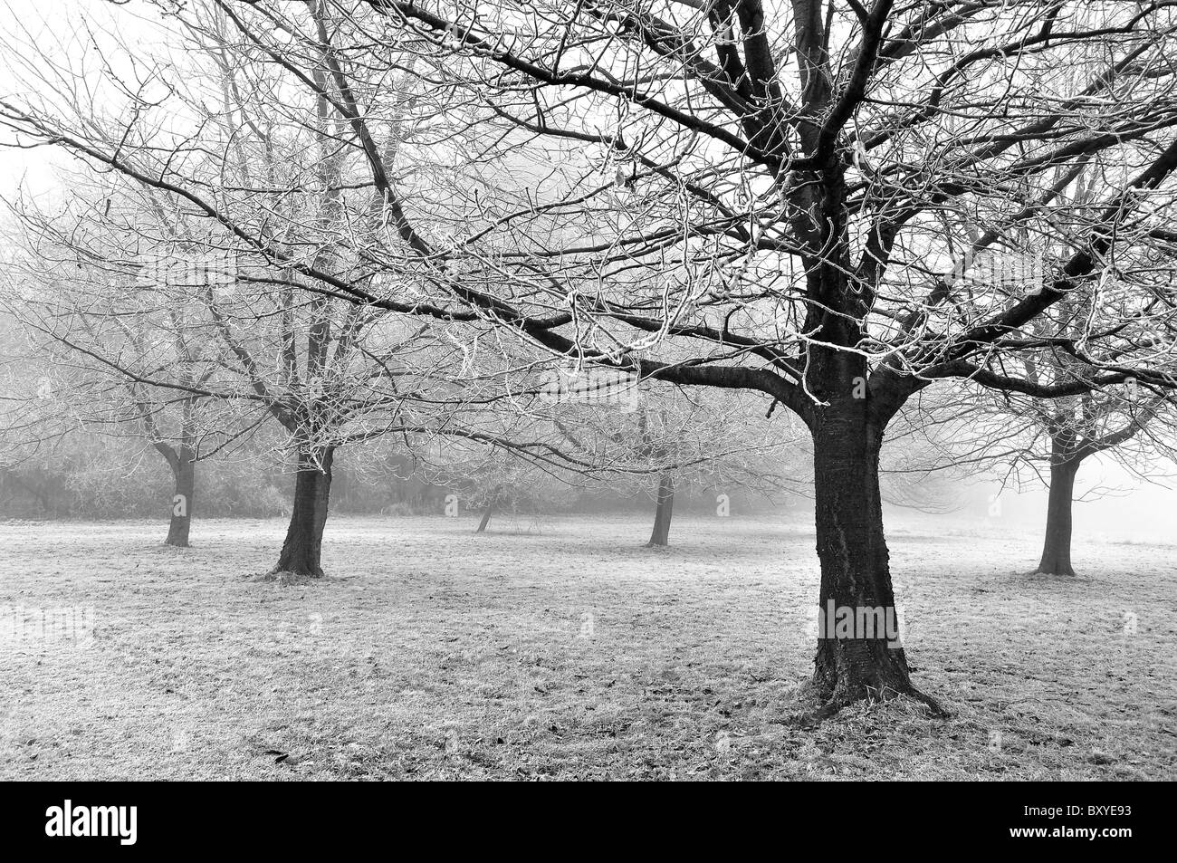 Frosty foggy morning in Luton, England Stock Photo - Alamy