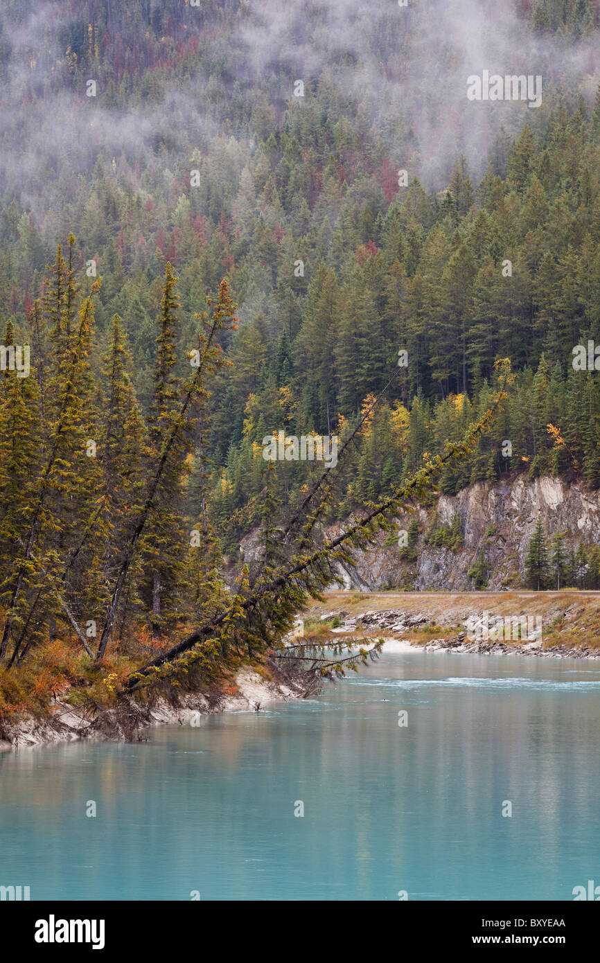 Pines in front of Takakkaw Falls, Yoho National Park, British Columbia ...