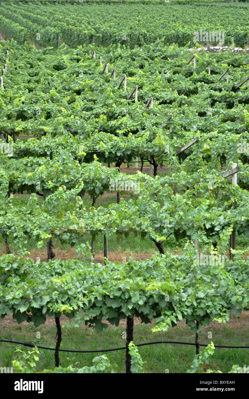 chardonnay grape vines in the spring campaign in the Trentino Altoadige ...
