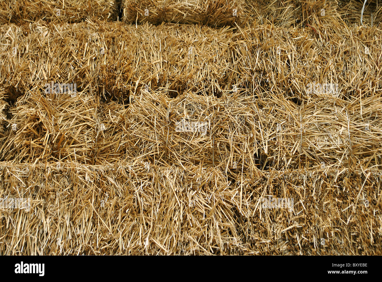 On the field, hay piled food for horses in winter Stock Photo - Alamy