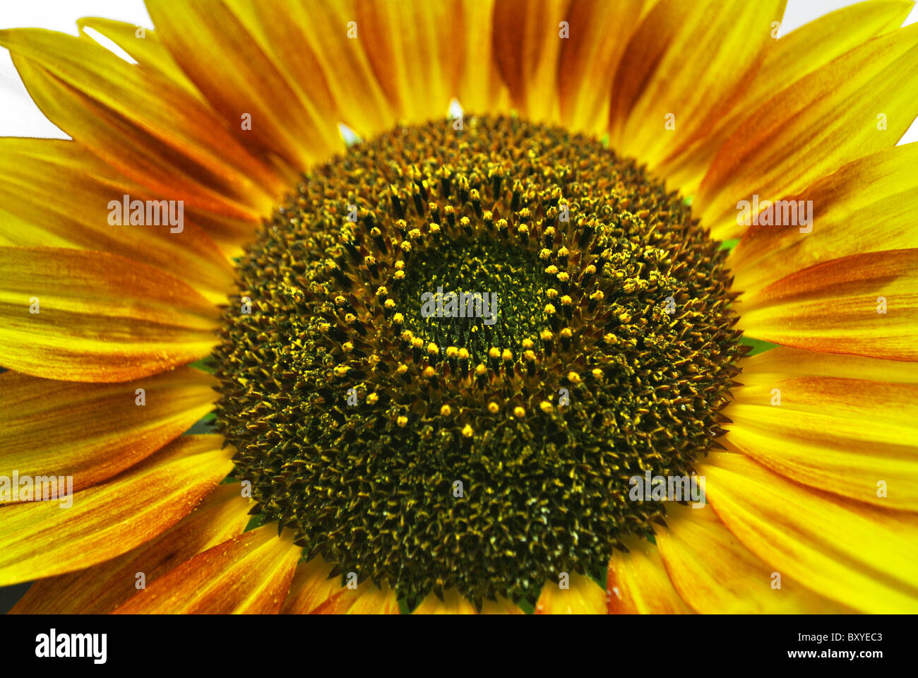sunflower yellow flower with white background Stock Photo - Alamy