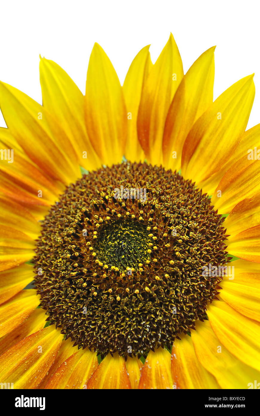 sunflower yellow flower with white background Stock Photo - Alamy