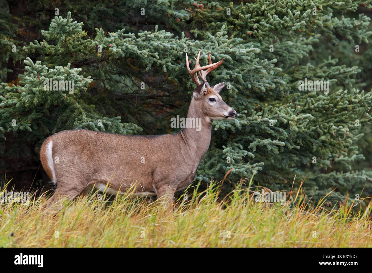 White-tailed deer, odocoileus virginianus in Banff National Park ...