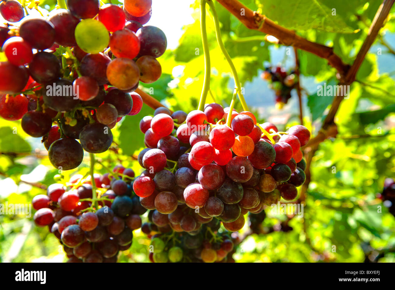 Grapes on a grapevine Stock Photo - Alamy