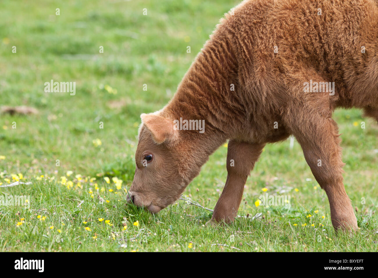 Cow calf livestock cattle farming ruminant ireland hi-res stock ...