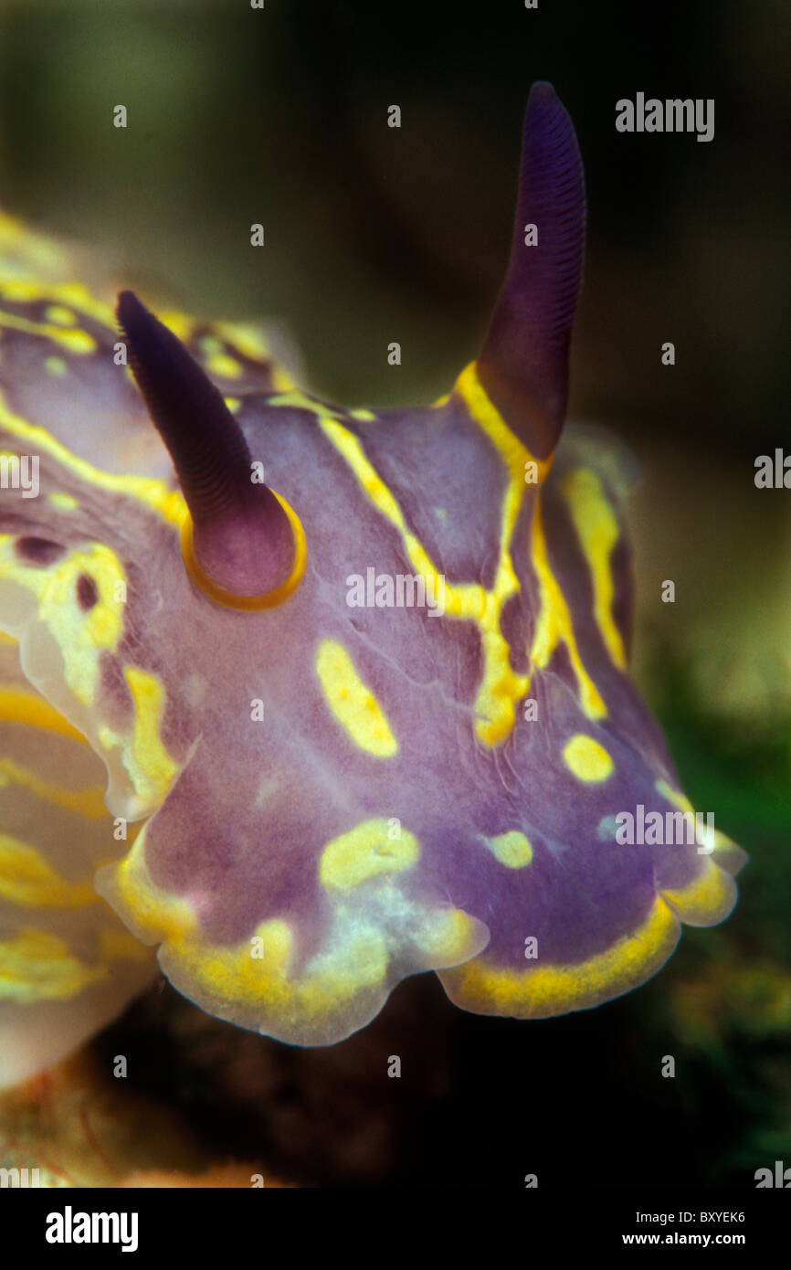 Mediterranean Dorid Slug, Hypselodoris elegans, Susac, Dalmatia ...