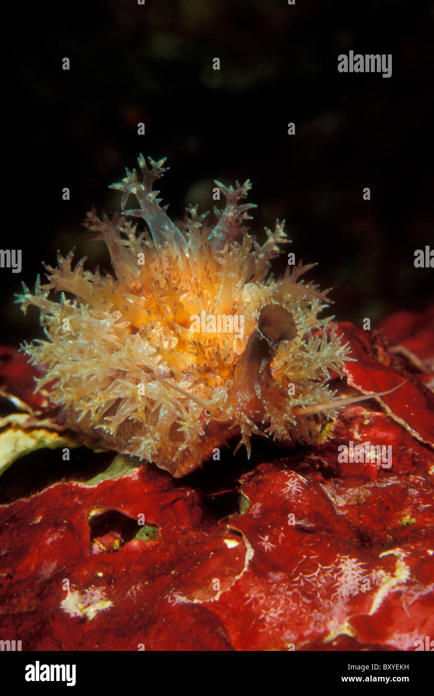 Variable Cowry Snail, Cyprea spurca, Susac, Dalmatia, Adriatic Sea ...