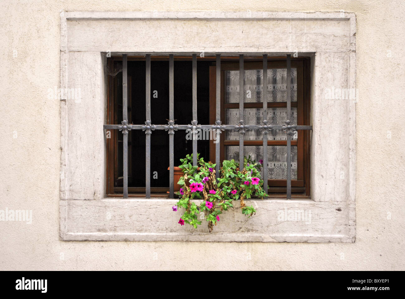 window with iron bars for protection and plant cyclamen Stock Photo - Alamy