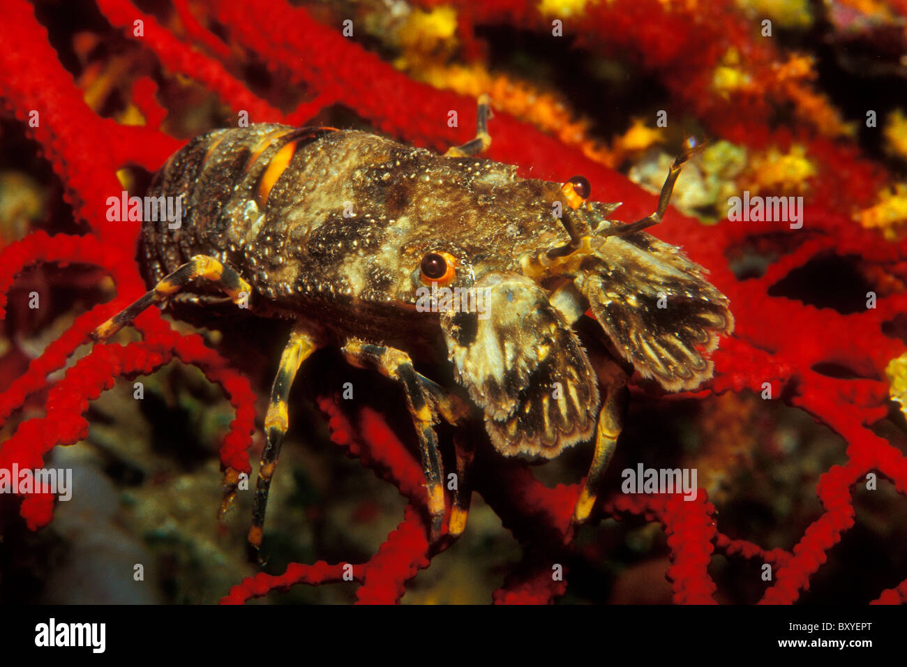 Lesser Locust Lobster, Scyllarus arctus, Susac, Dalmatia, Adriatic Sea ...