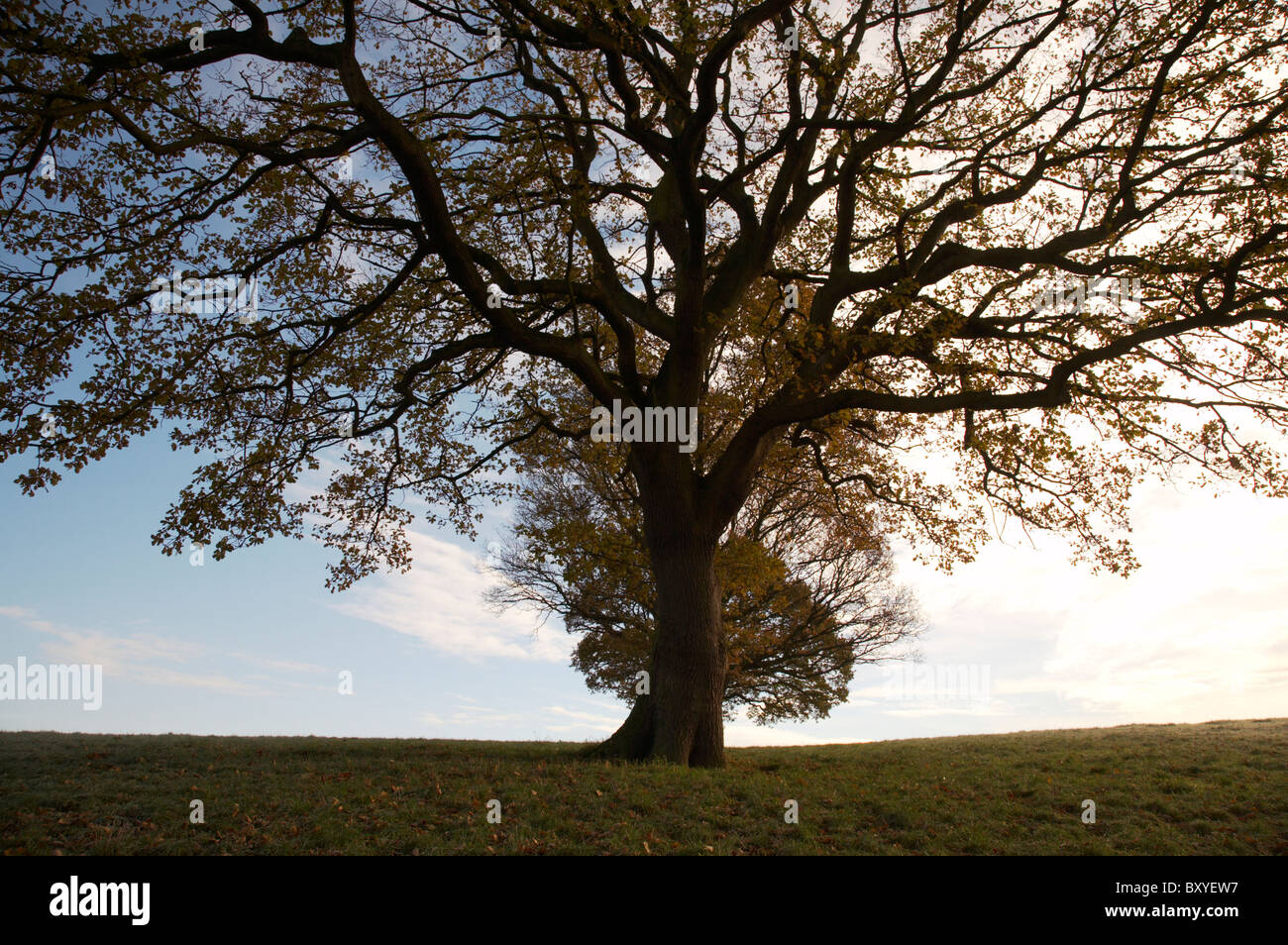 English trees hi-res stock photography and images - Alamy