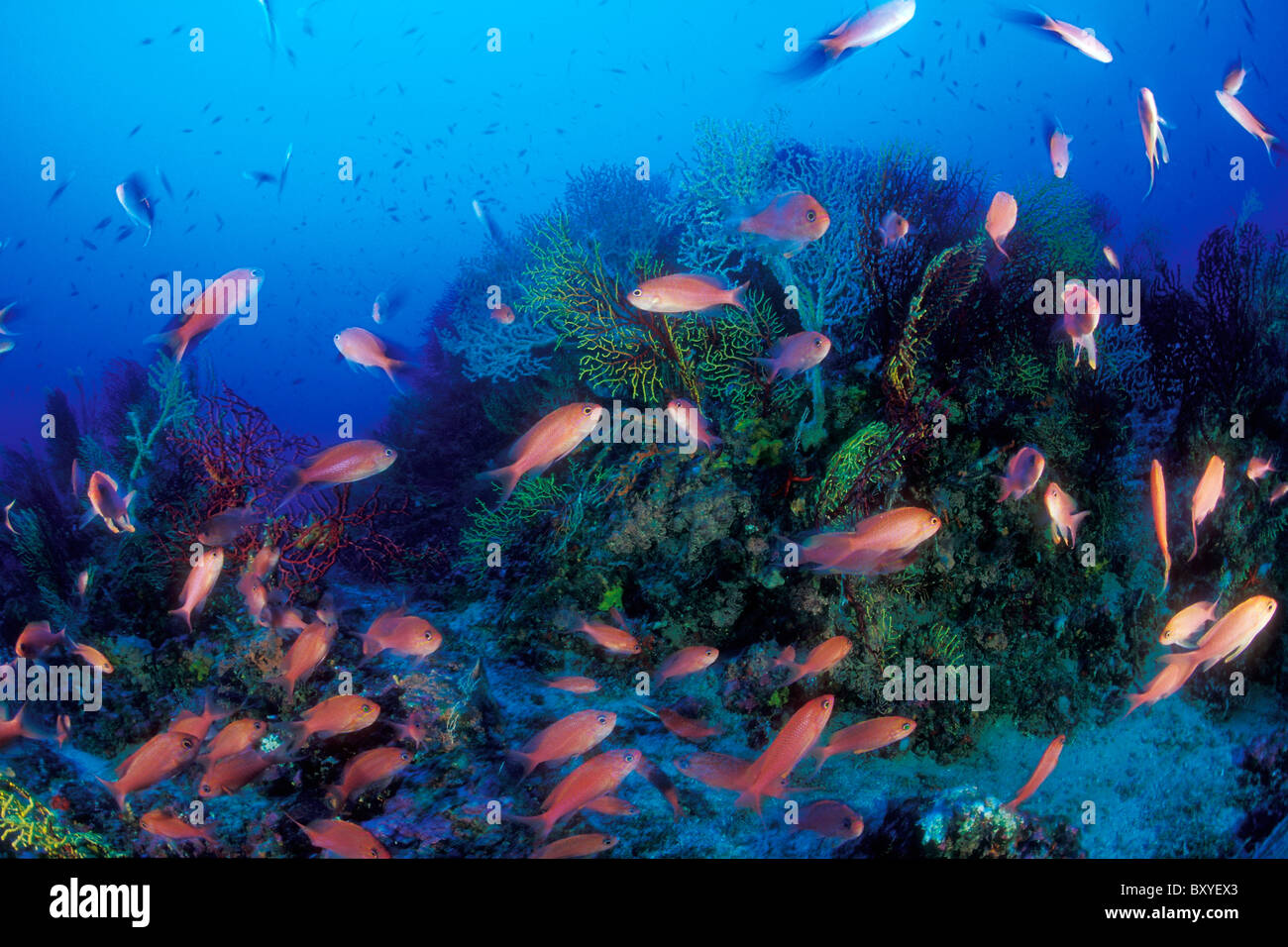 Mediterranean Fairy Basslet on Reef, Anthias anthias, Susac, Dalmatia ...