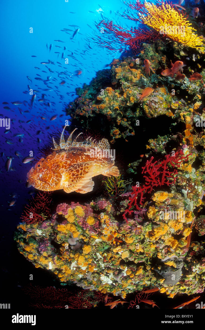 Great Red Rockfish on Reef, Scorpaena scrofa, Susac, Dalmatia, Adriatic ...