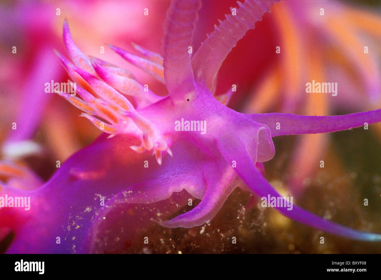 Pink sea slug hi-res stock photography and images - Alamy