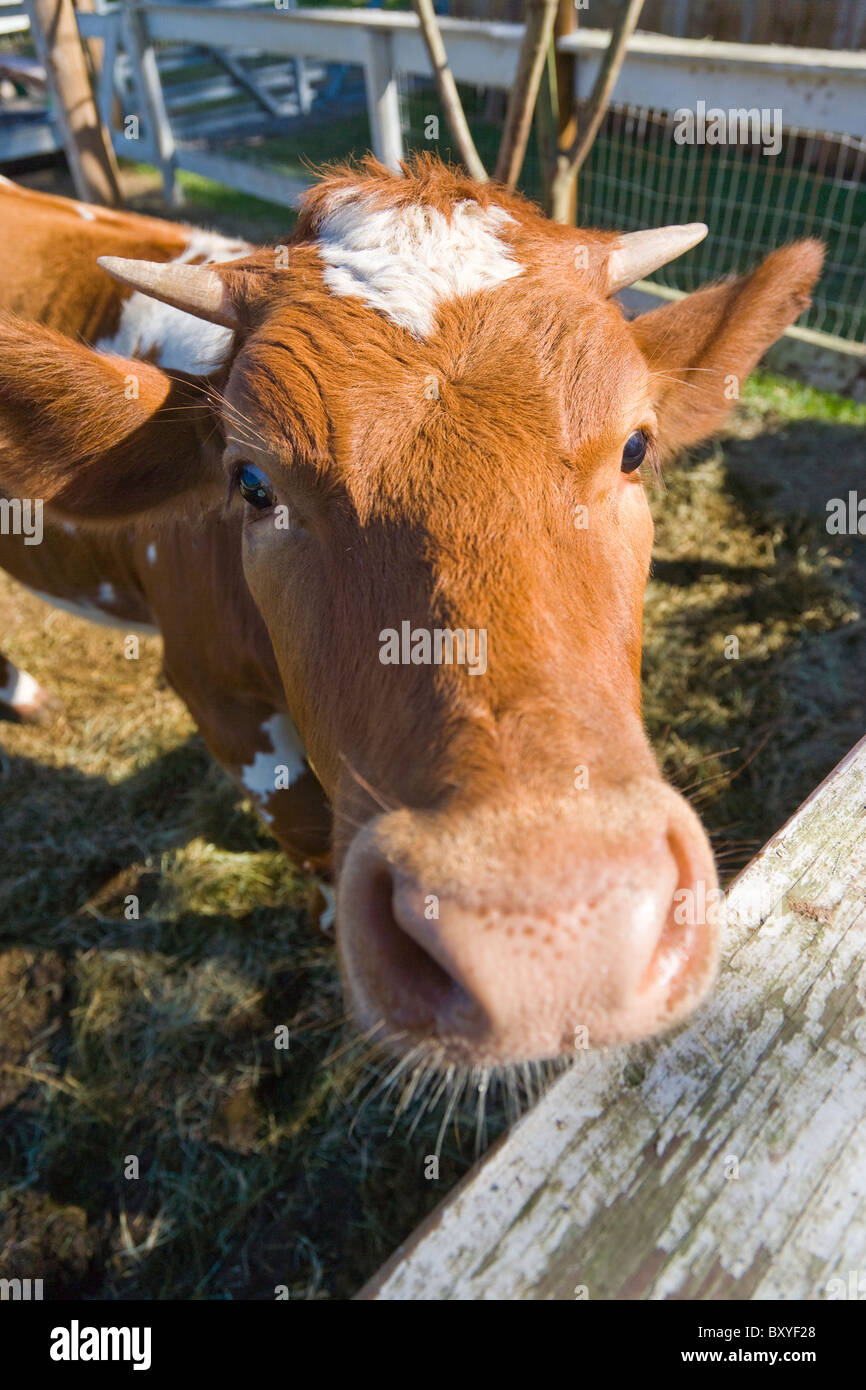 Guernsey cow close-up, Florida, USA Stock Photo - Alamy