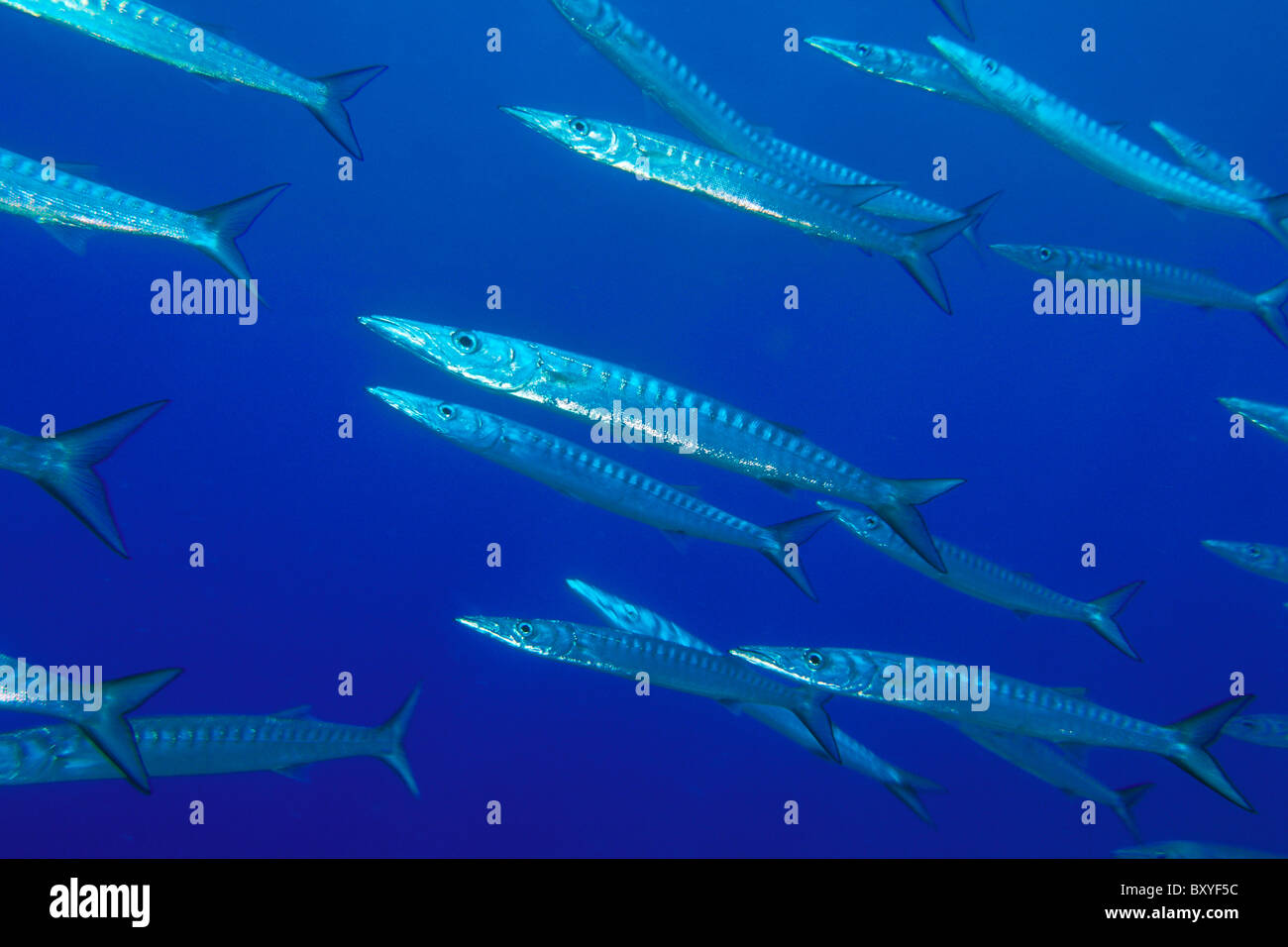 Sphyraena baracuda hi-res stock photography and images - Alamy
