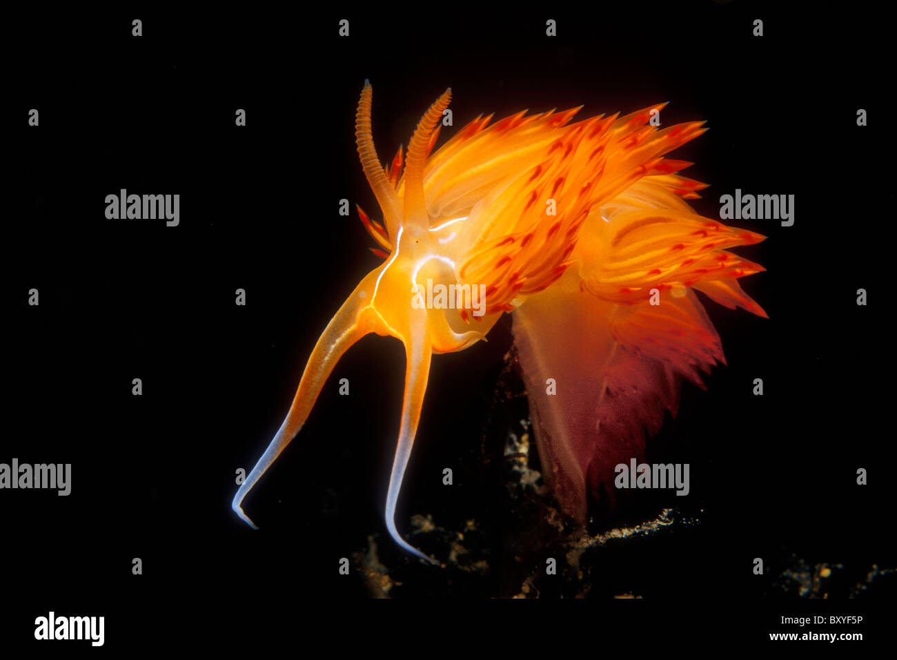 Orange Aeolid Nudibranch, Godiva banyulensis, Kas, Antalya ...