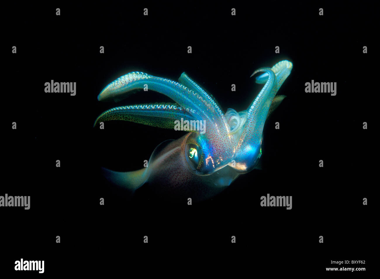 Mediterranean Squid, Loligo vulgaris, Kas, Antalya, Mediterranean Sea ...