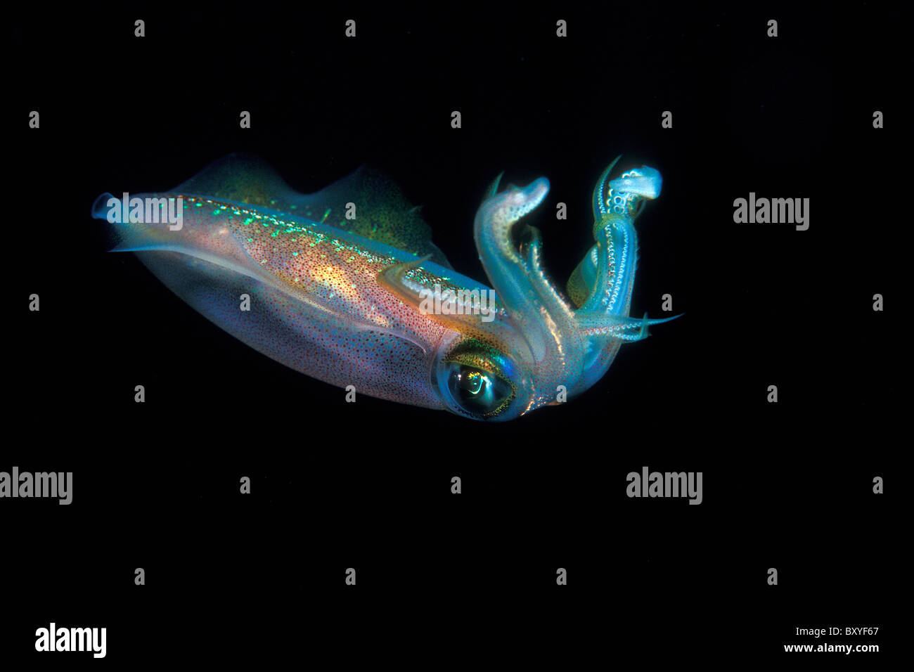 Mediterranean Squid, Loligo vulgaris, Kas, Antalya, Mediterranean Sea ...