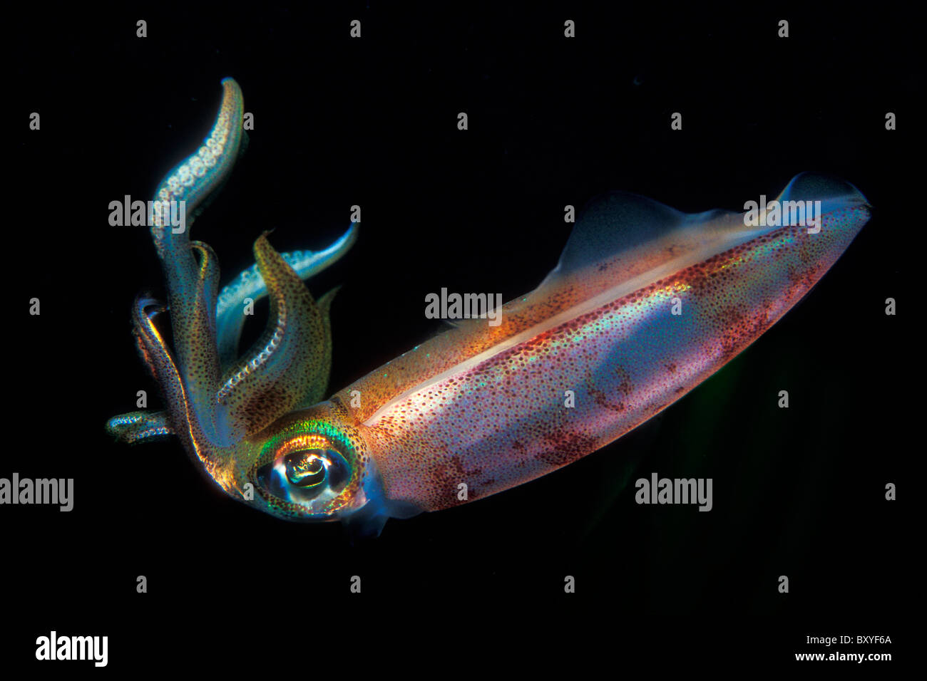 Mediterranean sea mollusca hi-res stock photography and images - Alamy