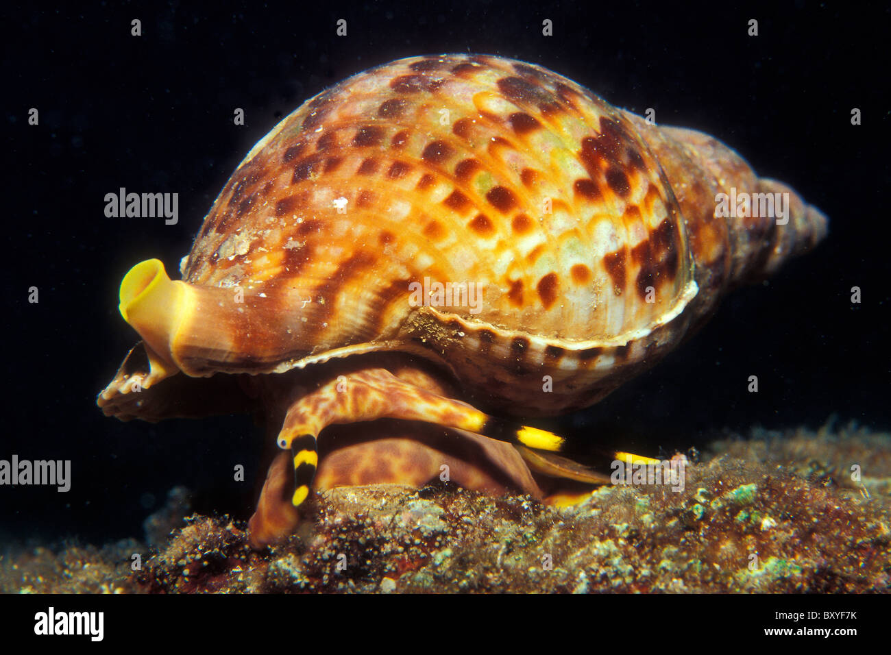 Triton Trumpet Snail, Charonia tritonis, Kas, Antalya, Mediterranean ...