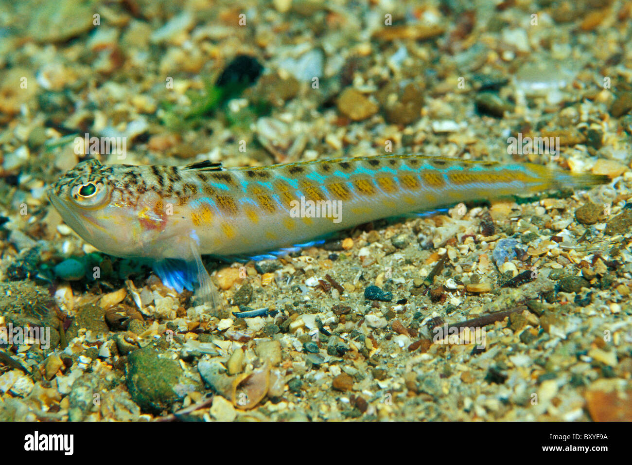 Trachinus draco hi-res stock photography and images - Alamy