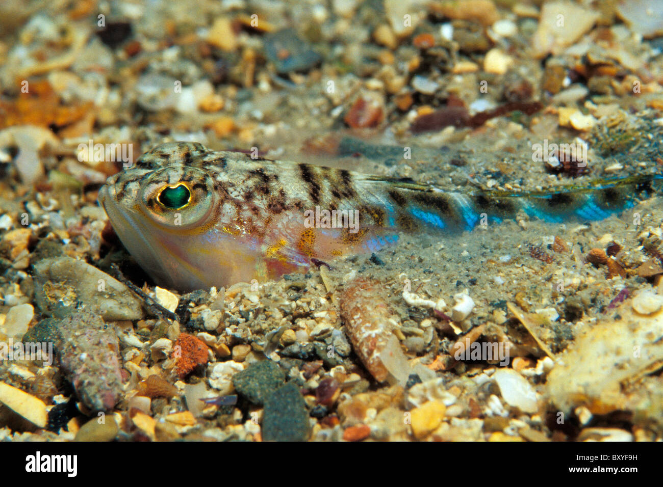 Weaver Fish High Resolution Stock Photography and Images - Alamy