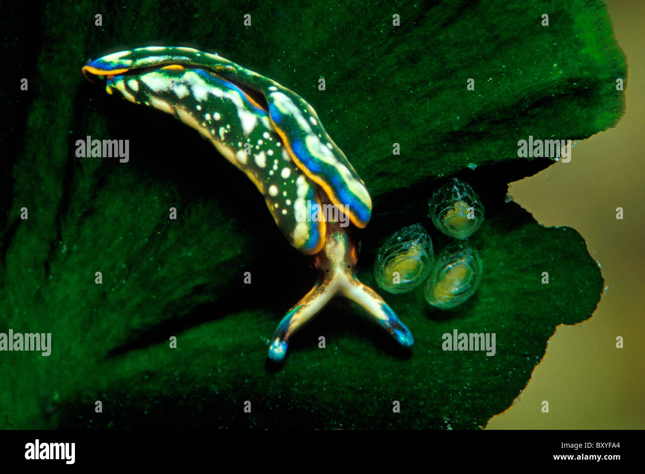 Snails sea food hi-res stock photography and images - Alamy