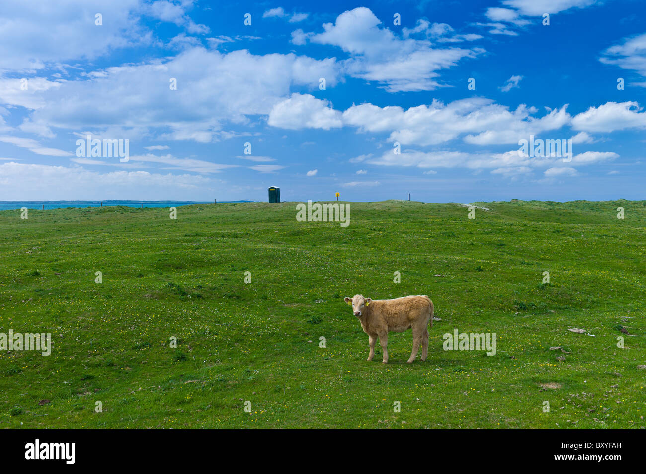 Cow calf livestock cattle farming ruminant ireland hi-res stock ...