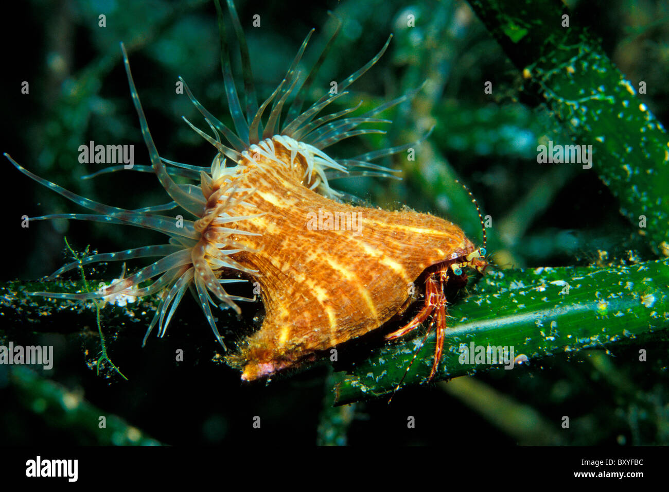Shell parasites hi-res stock photography and images - Alamy