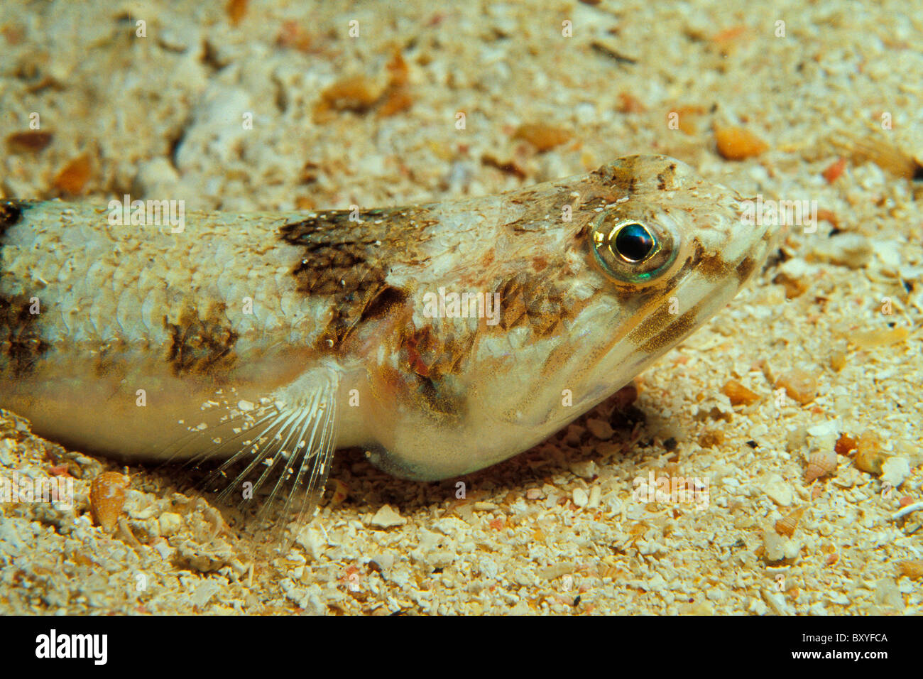 Lizardfish on Sand, Synodus saurus, Medes Islands, Costa Brava, Spain ...