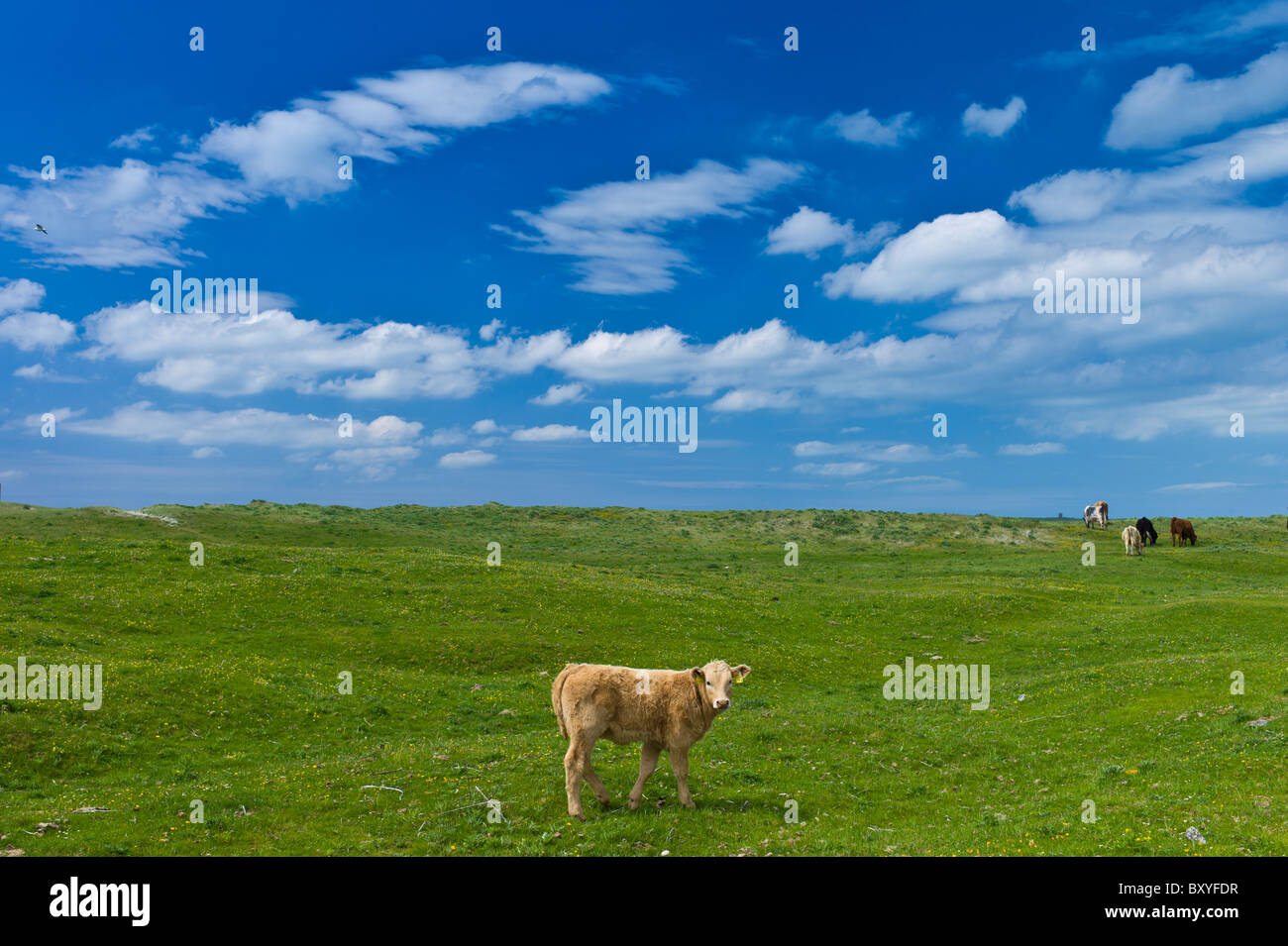 Young brown calf in buttercup meadow, County Clare, West of Ireland ...