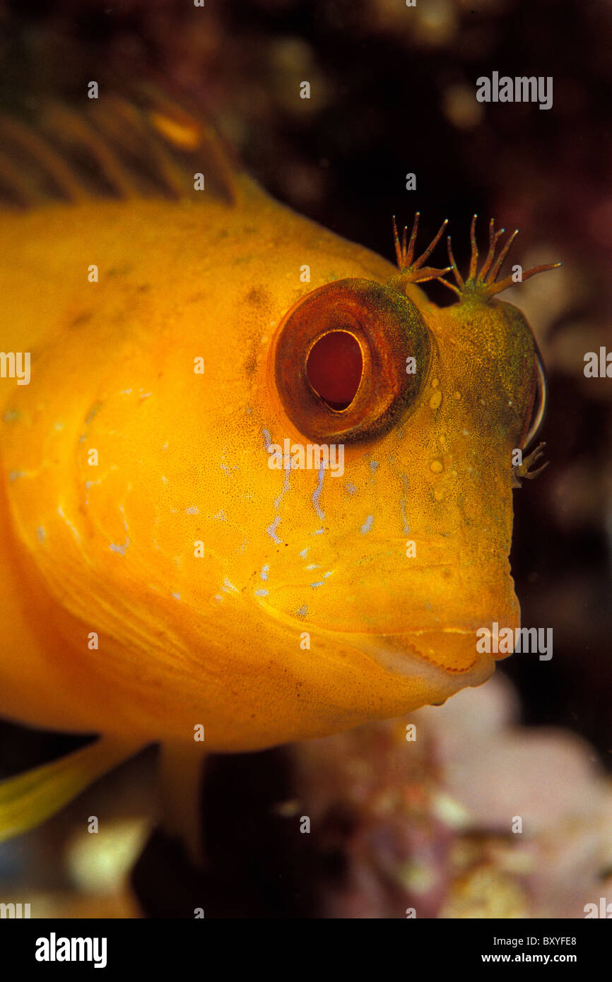 Yellow Blenny, Parablennius pilicornis, Medes Islands, Costa Brava ...