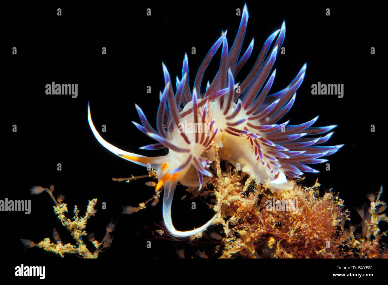 Blue-white-red Nudibranch feeding on Eudendrium, Cratena peregrina ...