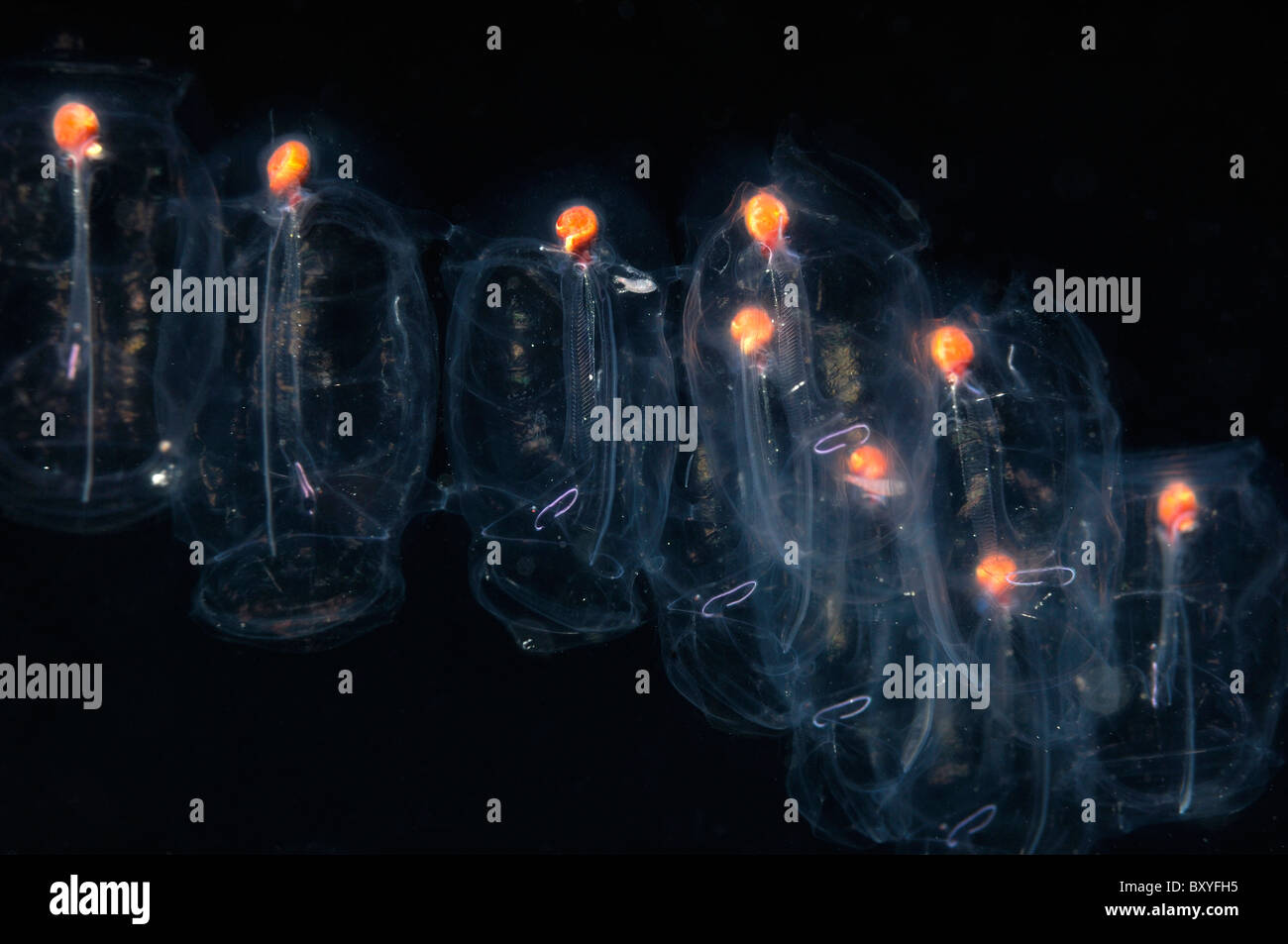 Chain Of Salps High Resolution Stock Photography and Images - Alamy