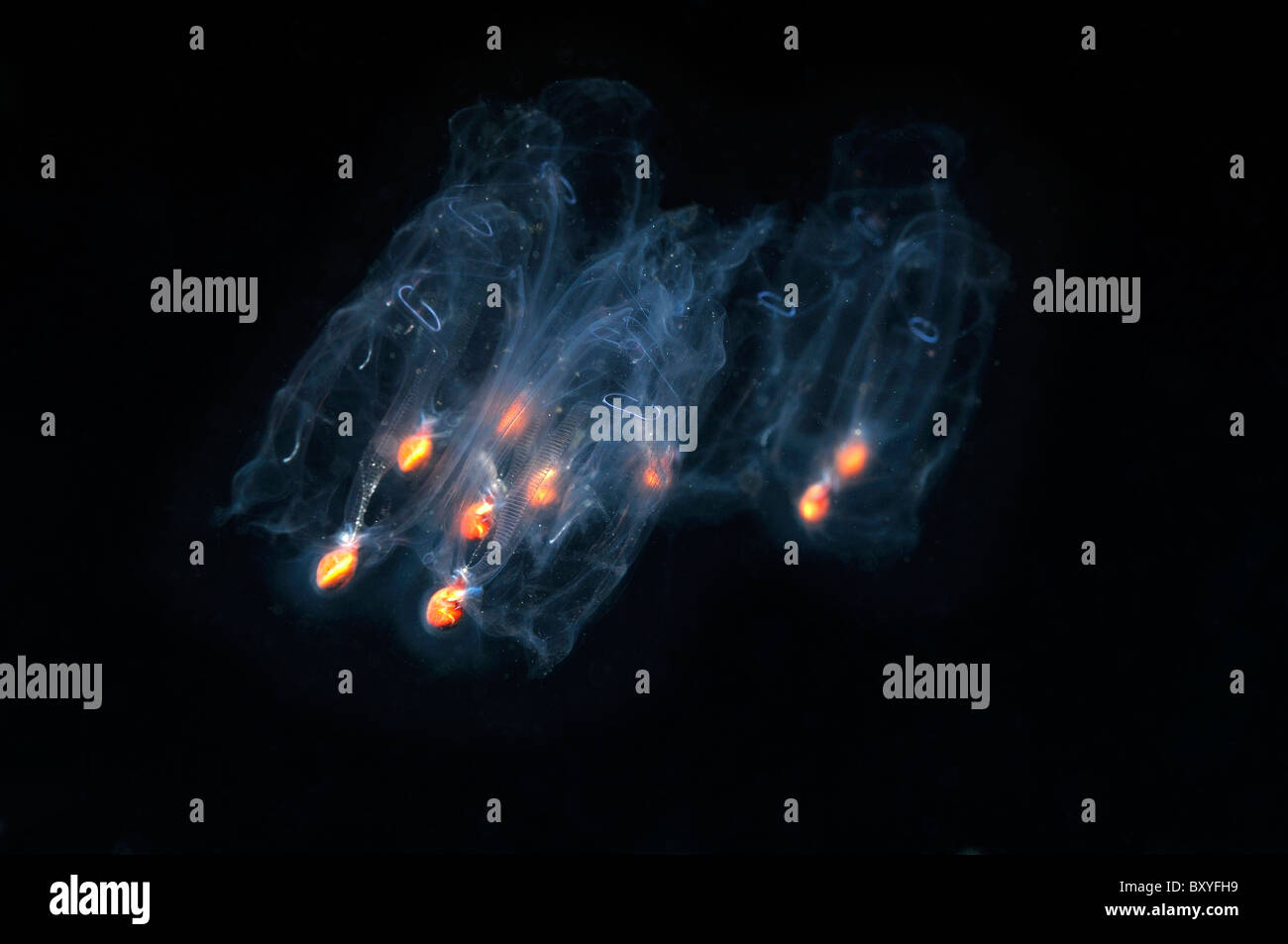 Chain Of Salps High Resolution Stock Photography and Images - Alamy