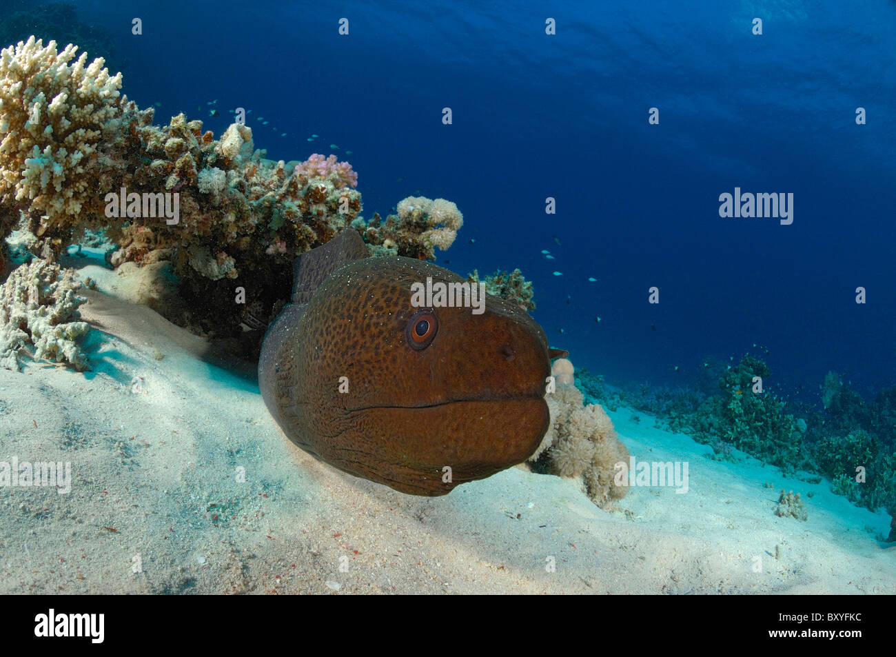 Giant Moray, Gymnothorax javanicus, Marsa Alam, Red Sea, Egypt Stock ...